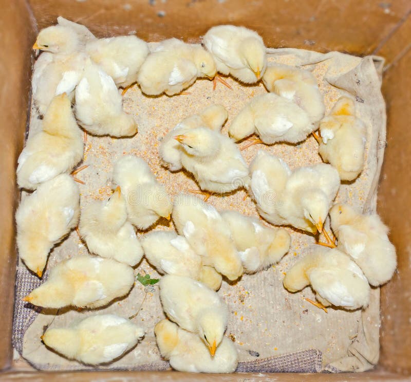 Yellow Fluffy Baby Chickens in a Box, Peepers. Stock Image - Image of ...