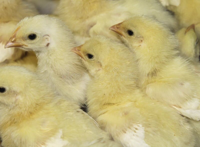 Yellow fluffy Chicks stock image. Image of sunday, walking - 68728823