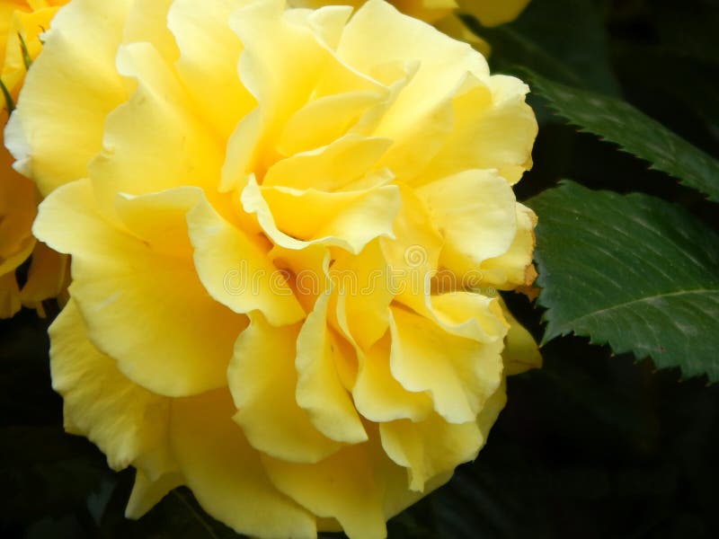 Yellow fluffy flower. stock image. Image of green, flower - 87507263