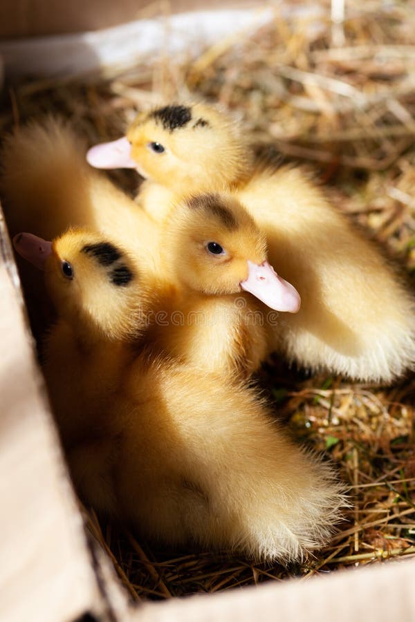 102 Mulard Stock Photos - Free & Royalty-Free Stock Photos from Dreamstime