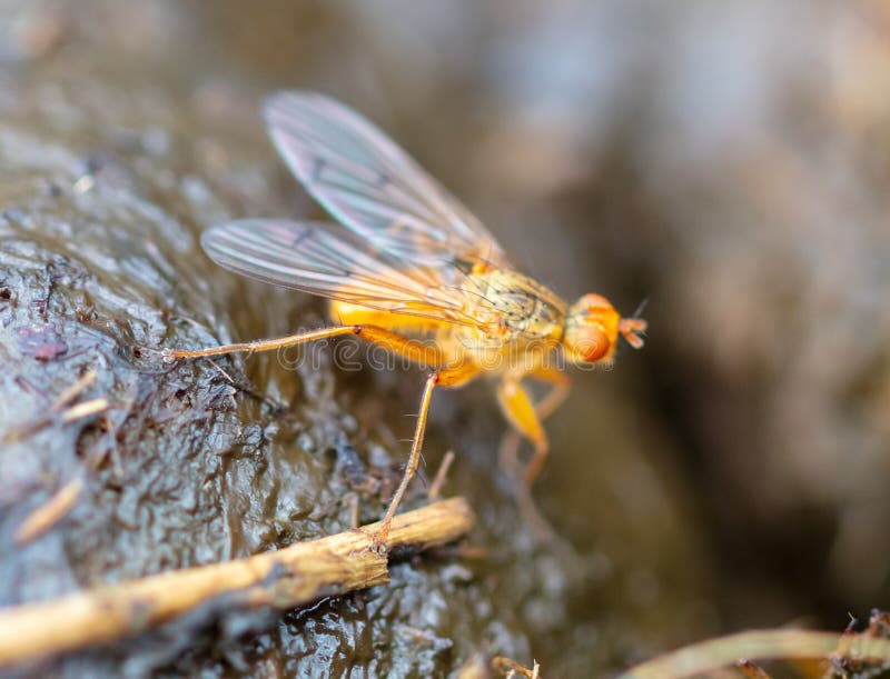252 Fly Animal Excrement Stock Photos - Free & Royalty-Free Stock ...