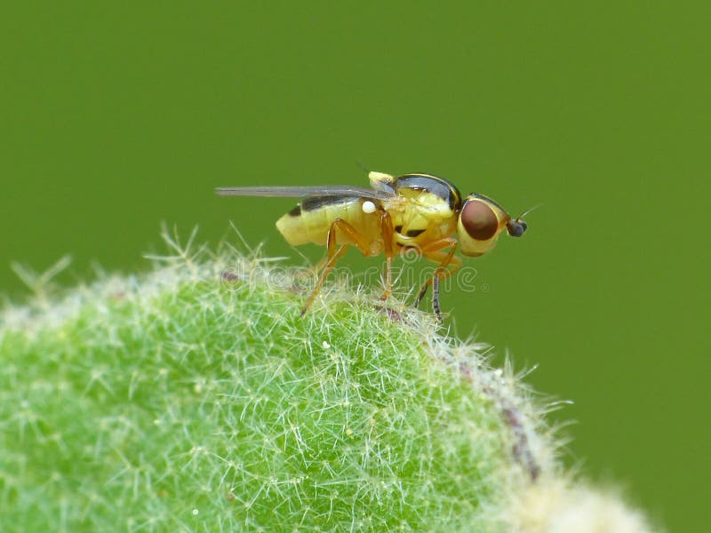 Yellow Fly on a Fuzzy Plant Stock Image - Image of macro, blade: 106344503