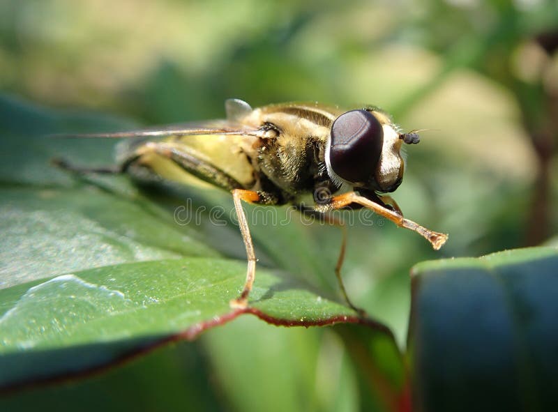 Yellow fly stock photo. Image of yellow, nature, leaf - 54851214