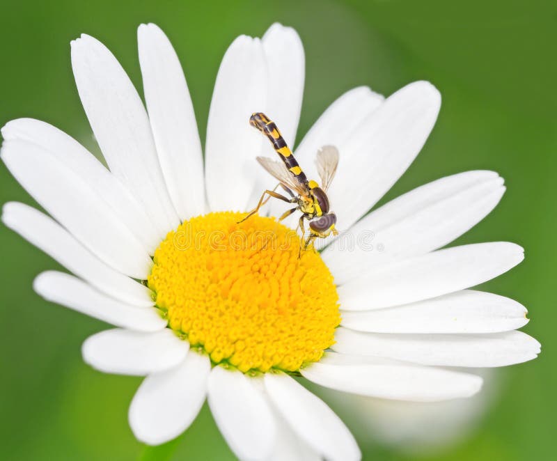 Yellow fly macro stock photo. Image of pest, macro, background - 43928268
