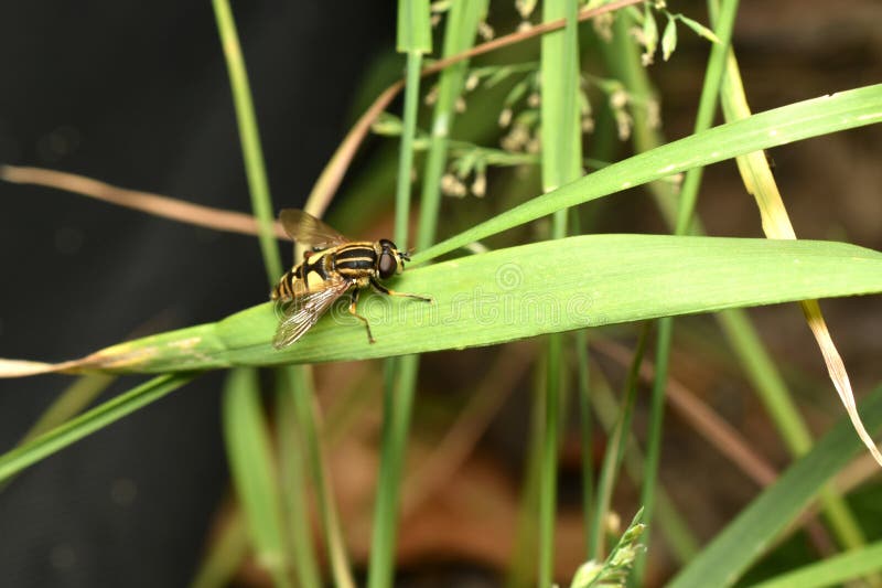 A Buzzer Fly Sits on the Grass. Stock Image - Image of pollination ...