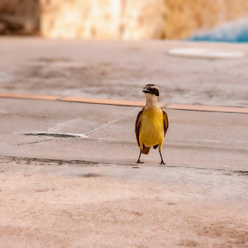 Yellow flying bird posing stock photo. Image of amarilla - 275479398
