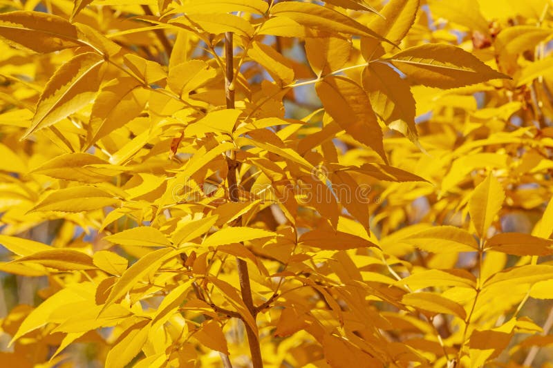 Yellow Foliage of Ash Tree at Fall Stock Photo - Image of branches ...