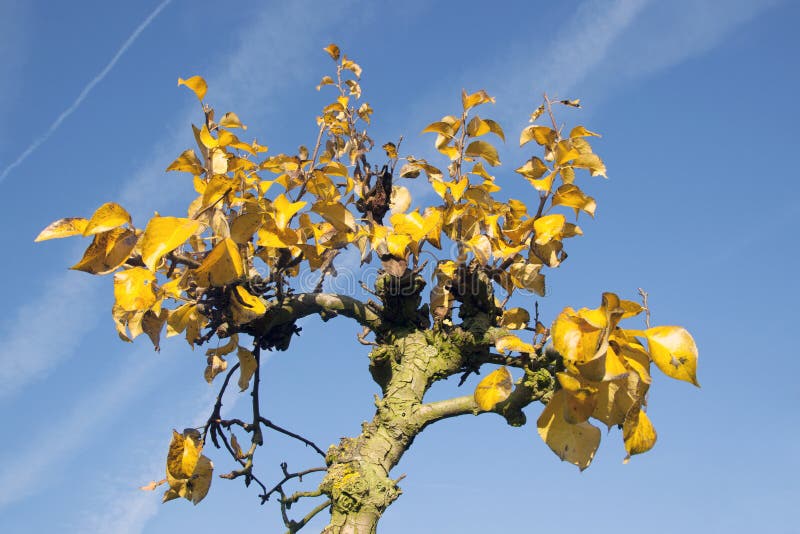 Yellow Foliage on Fruit Tree in Dutch Autumn Stock Image - Image of ...