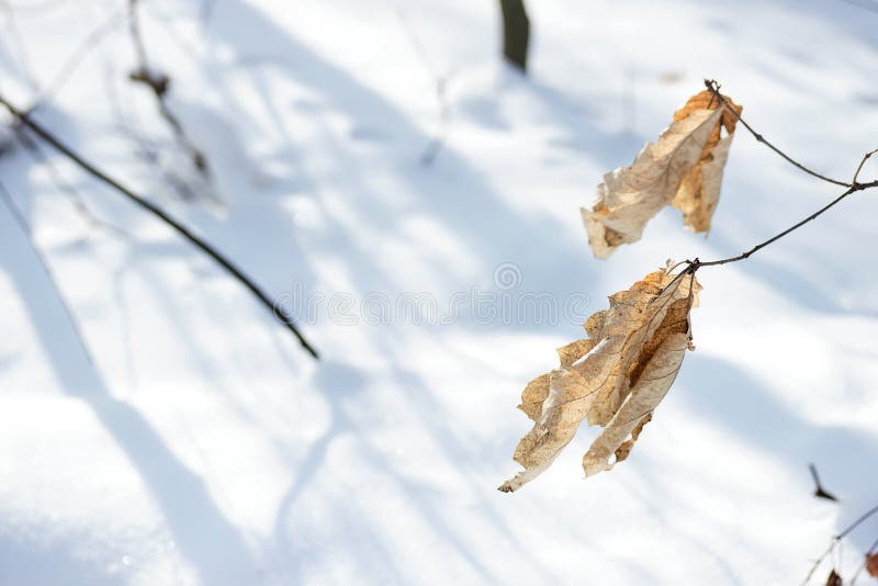 Yellow Foliage Snowy Background Winter. Stock Image - Image of festive ...