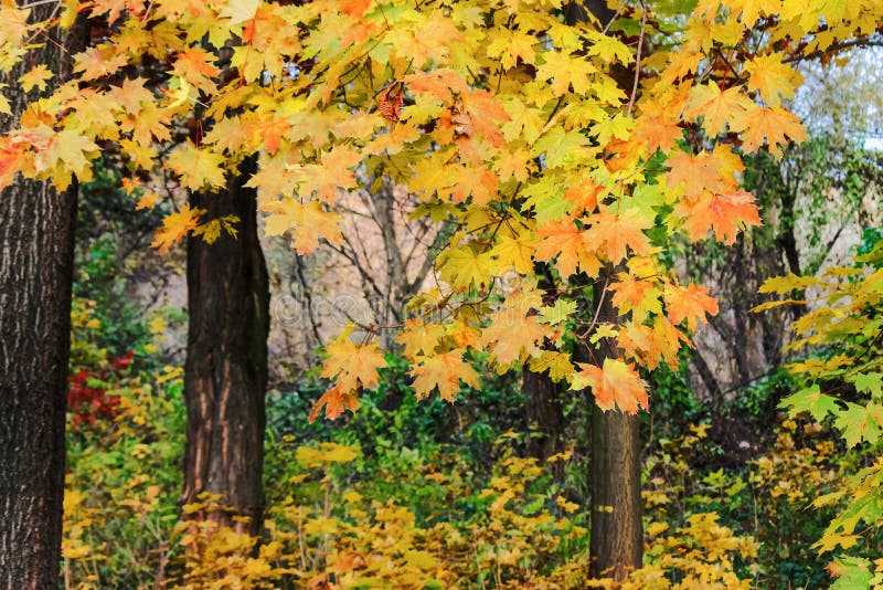 Yellow Foliage on the Trees in Autumn Forest Stock Photo - Image of ...