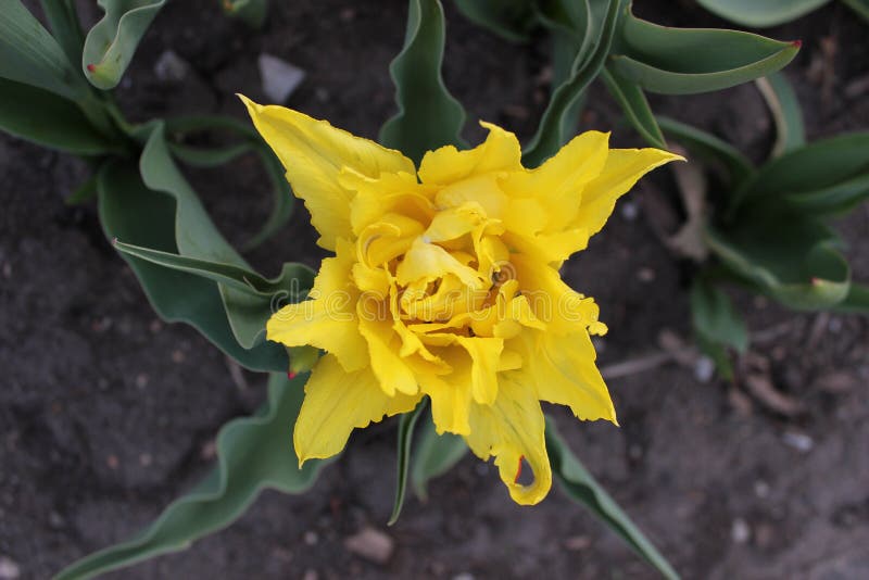 Yellow follower in spring stock image. Image of flower - 90975335