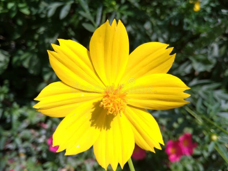 Folwer stock photo. Image of home, folwer, flower, thai - 129964860