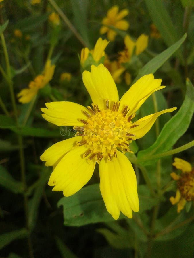 Yellow folwer stock image. Image of yellow, leaf, folwer - 99545889