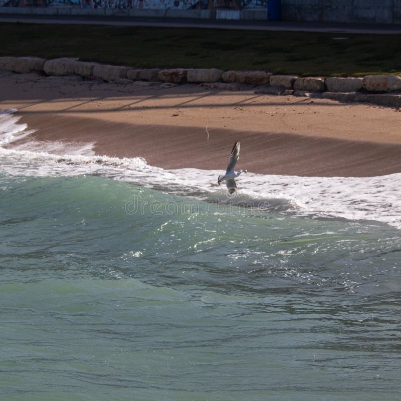 A Yellow Foot Seagull Catching a Fish Stock Image - Image of foot ...