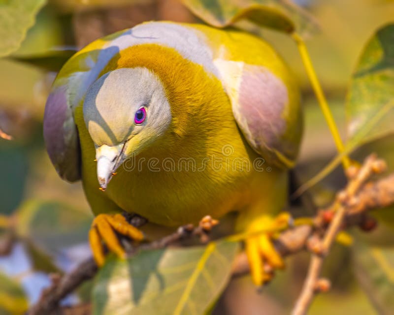 A Yellow Footed Green Pigeon Sitting Stock Image - Image of tree, fauna ...