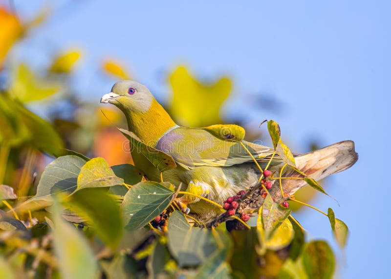 A Yellow Footed Green Pigeon on a Tree Stock Photo - Image of light ...