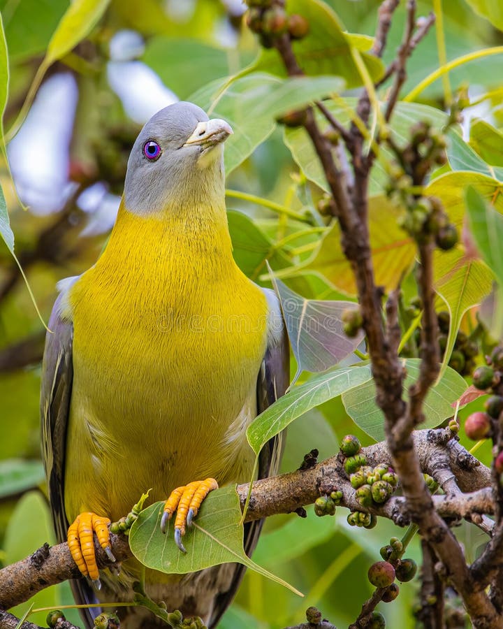Yellow Footed Green Pigeon stock photo. Image of forage - 292289764