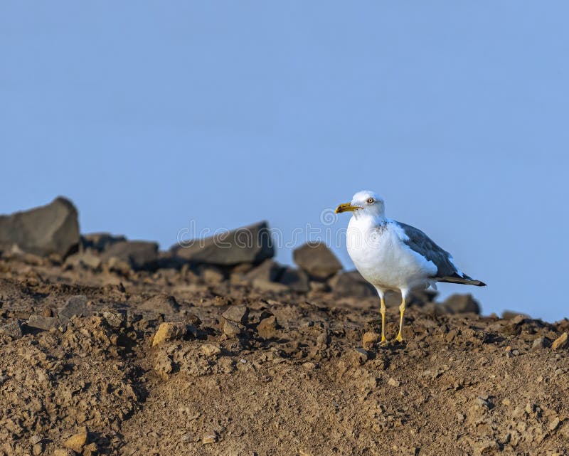 A Yellow Footed Gull Looking Stock Photo - Image of focus, fowl: 270294374