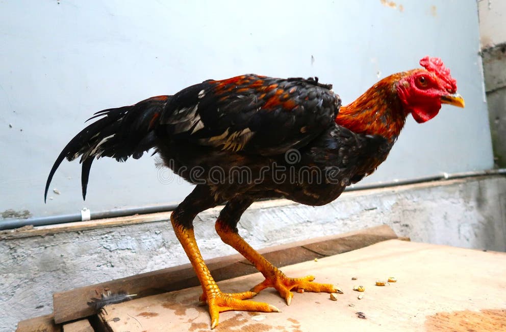 Yellow-footed Javanese Chicken Stock Image - Image of animals, javanese ...