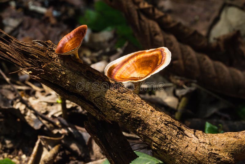 Yellow footed polypore stock image. Image of banded, asian - 27633095