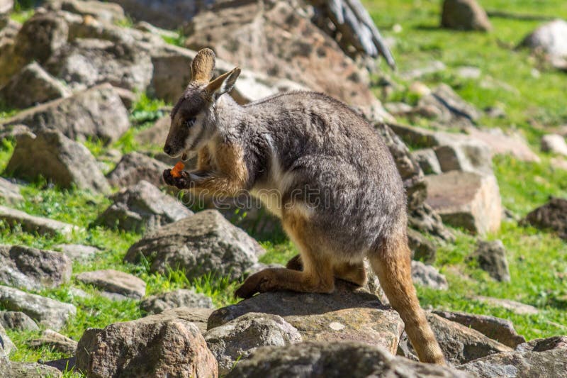 Yellow-footed Rock-wallaby Eating in South Australia Stock Image ...