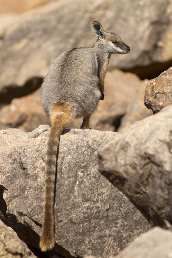 Yellow-footed Rock Wallaby stock image. Image of wallabyin - 200449441
