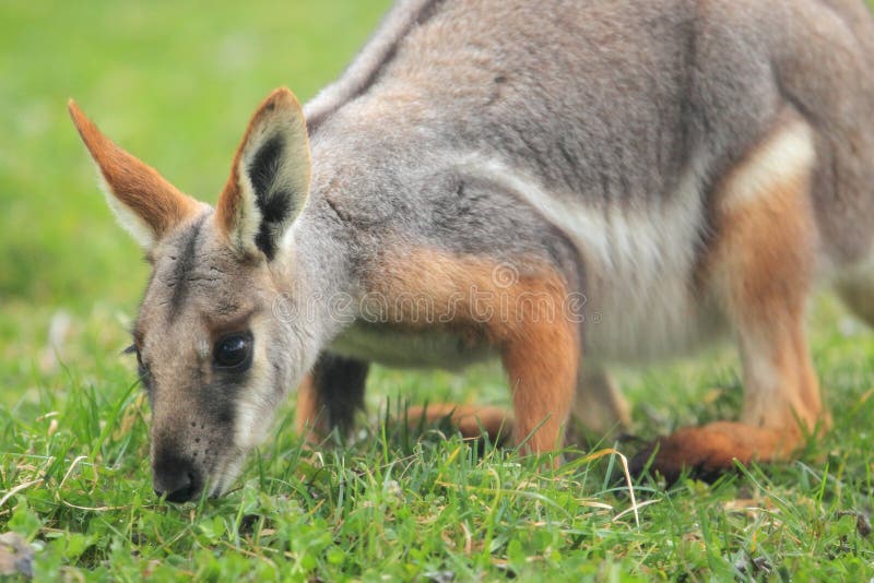 Yellow-footed rock wallaby stock image. Image of wallaby - 29705533