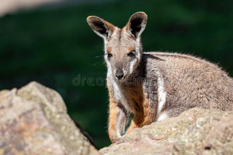 Yellow Footed Rock Wallaby Sitting on a Rock Stock Photo - Image of ...