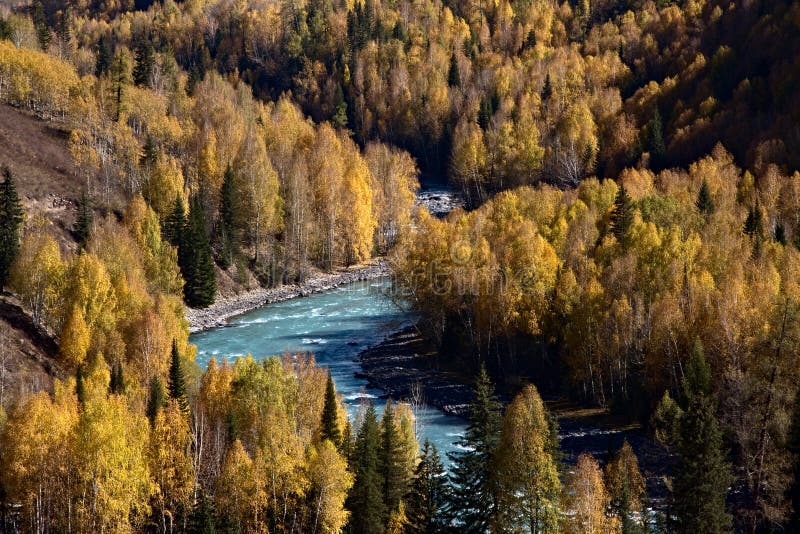 Yellow forest 2 in autumn stock image. Image of meadows - 23133683