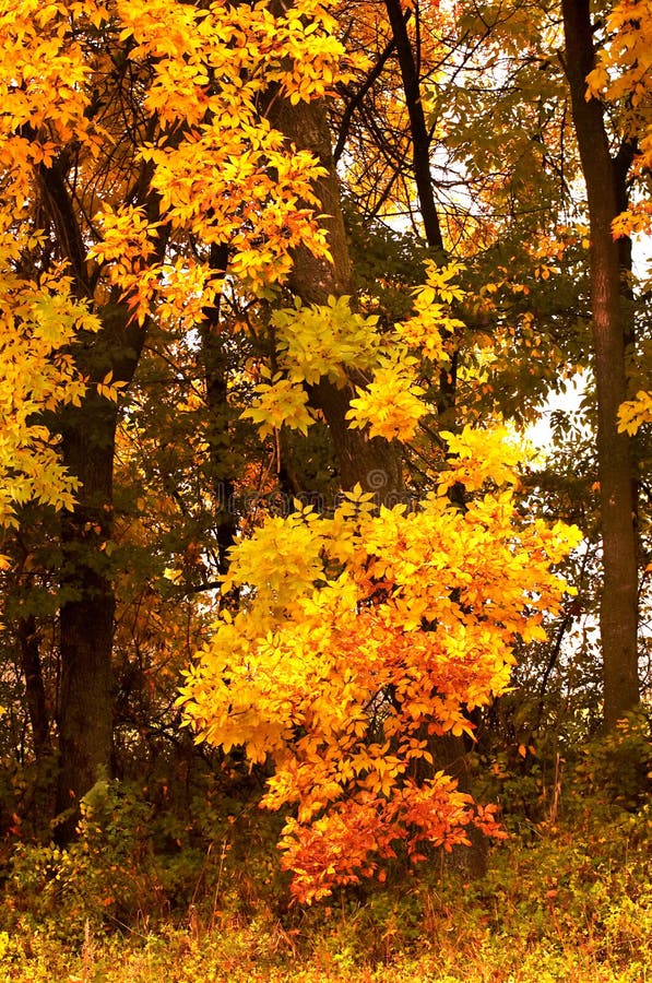 Yellow Forest Picture. Image: 3260086