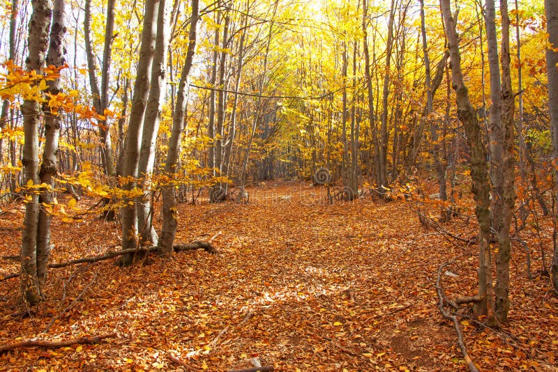 Yellow forest stock image. Image of field, tree, outdoor - 32824039