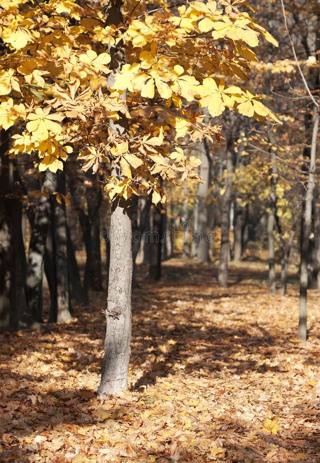 Yellow forest - RAW format stock photo. Image of sunny - 62515678