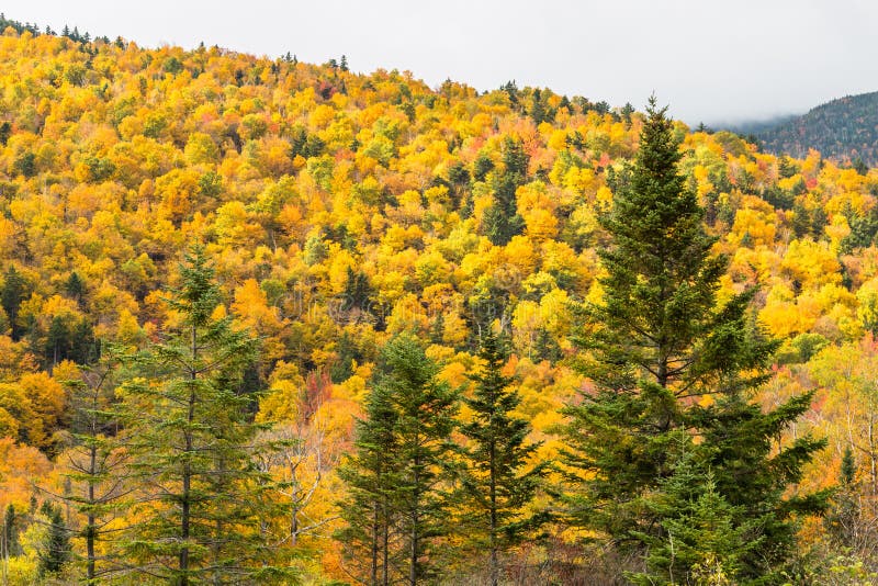 Yellow forest stock image. Image of hampshire, yellow - 57130969