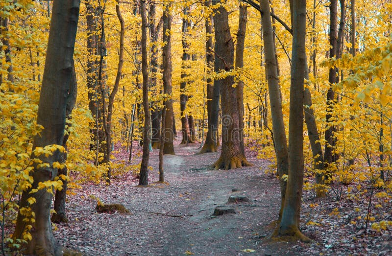 Yellow forest stock image. Image of outdoor, daylight - 39943167