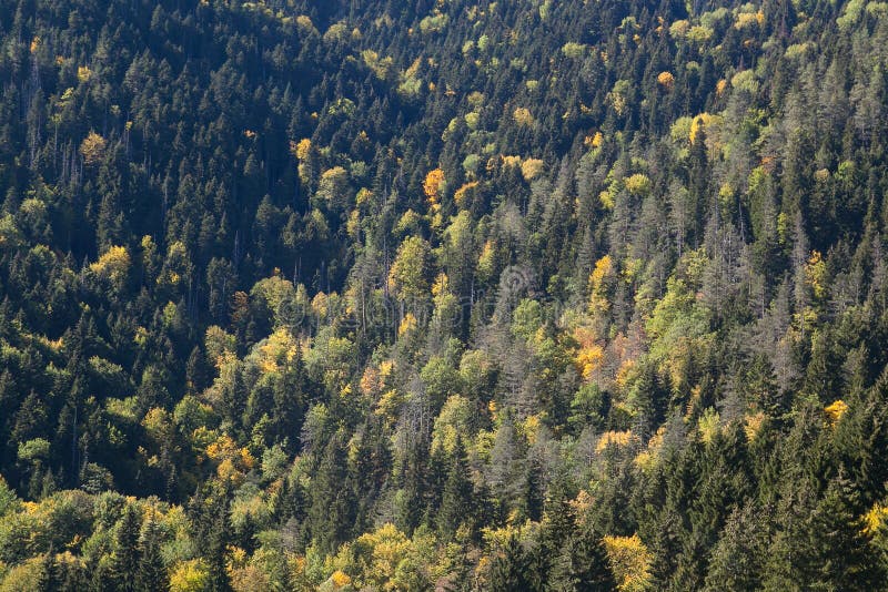 Top View of Forest in the Fall with Yellow Trees Stock Photo - Image of ...