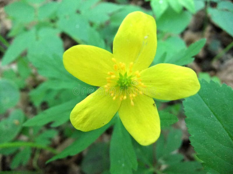 Yellow Forest Spring Flower Stock Photo - Image of small, yellow: 195703230