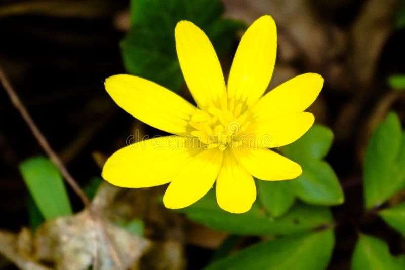 Yellow forest flower stock image. Image of forest, beautiful - 79671291