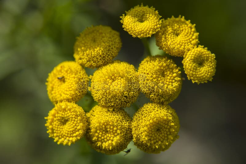 Yellow Forest Flowers - Close Up Stock Photo - Image of plant, forest ...