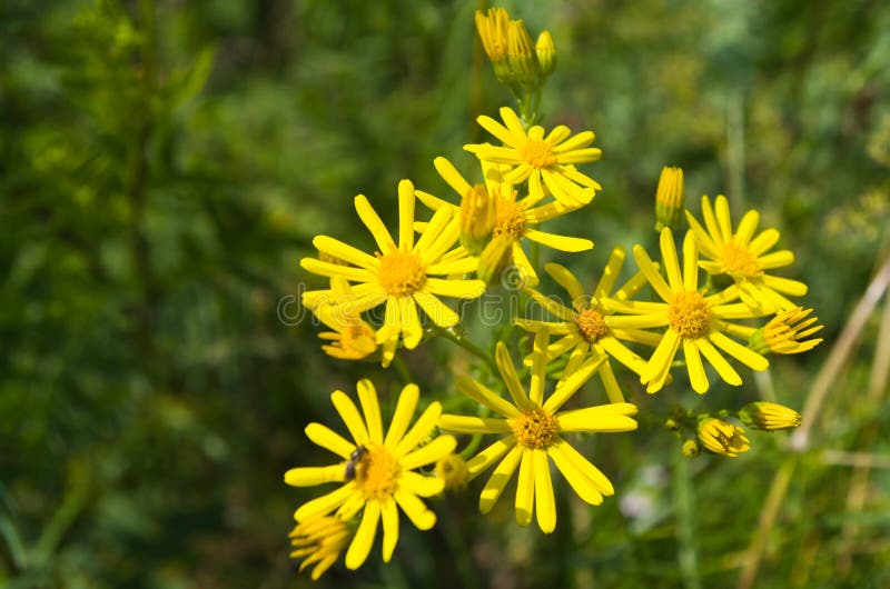 Yellow forest flowers stock image. Image of nature, background - 57172061