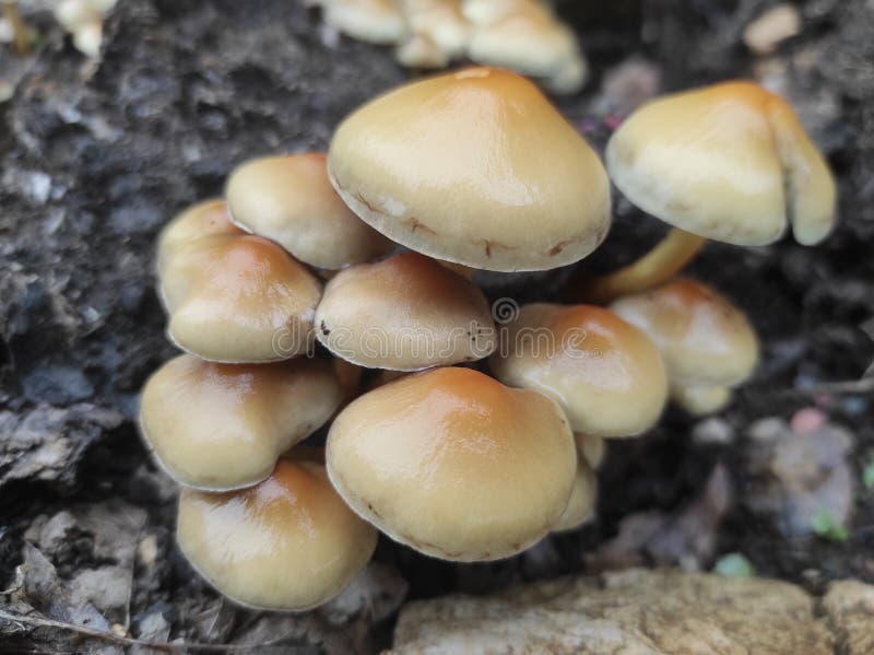 Yellow forest mushrooms stock image. Image of cultivation - 258313119