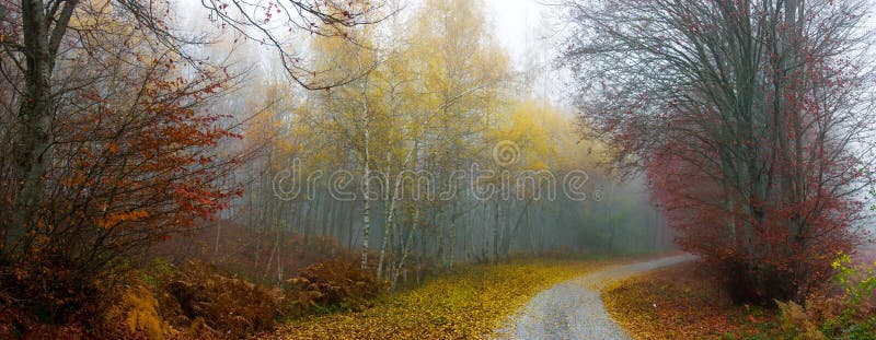 Yellow forest path stock photo. Image of foliage, dawn - 91177544