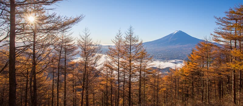 Yellow Forest Tree and Top of Mountain Fuji Stock Photo - Image of ...