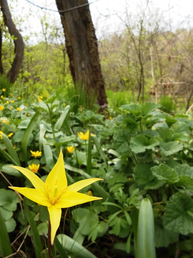 Yellow Forest Tulips in Green Spring Grass Stock Image - Image of glade ...