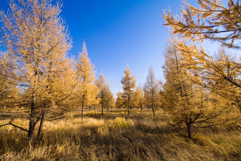 Yellow Forest Under Blue Sky Stock Photo - Image of branch, background ...