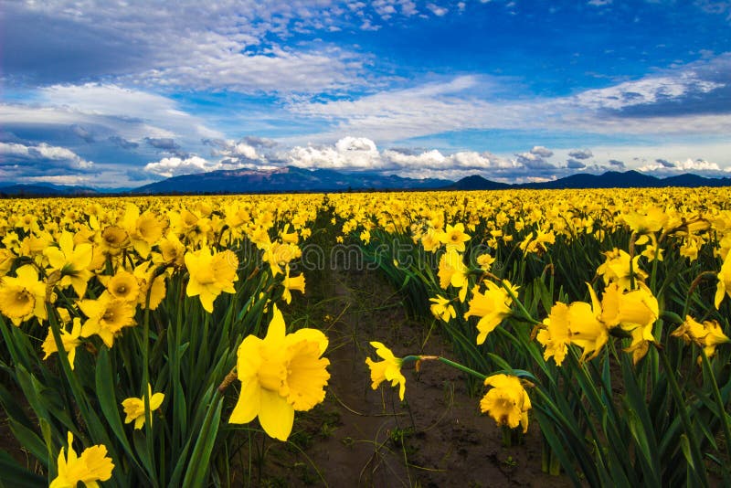 Yellow Forever stock image. Image of field, dazzling - 52018477