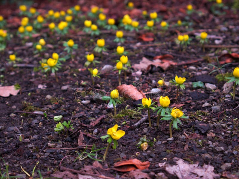 Yellow Forrest Flowers in the Spring Stock Photo - Image of golden ...