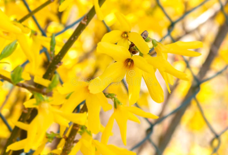 Yellow Forsythia Flowers in Blooming on Springtime Stock Photo - Image ...