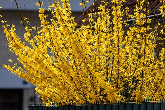 Yellow Forsythia Flowers on a Tree in Spring Stock Image - Image of ...