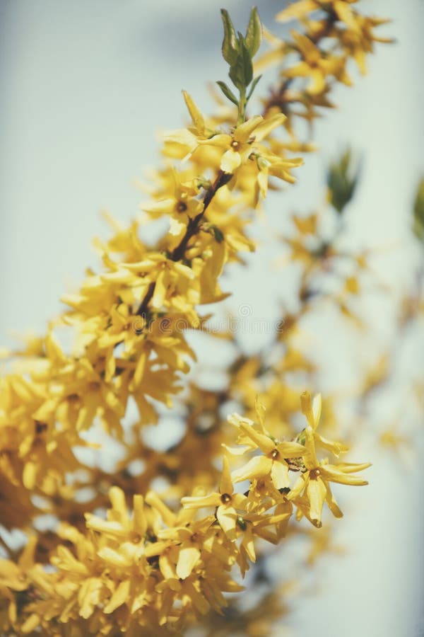 Yellow Forsythia Spring Flowers Stock Photo - Image of forsythia ...