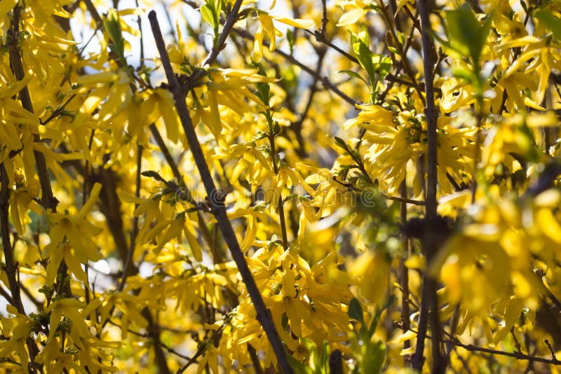 Yellow Forsythia stock photo. Image of korean, blooming - 91881768